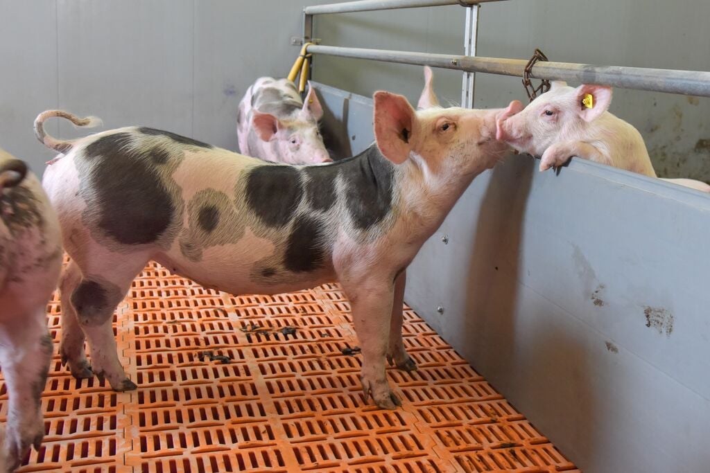 El lenguaje de los cerdos